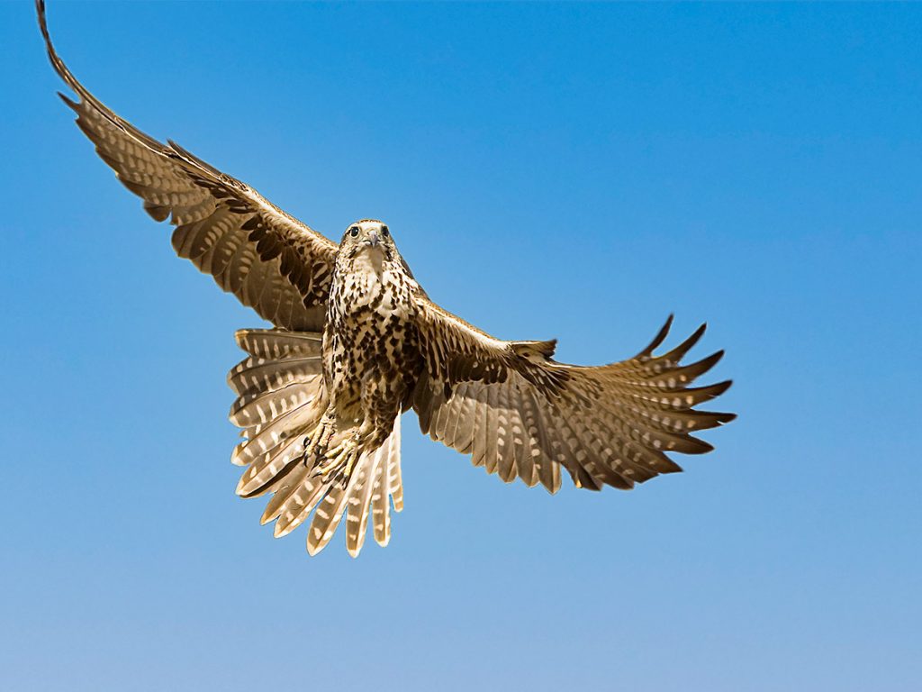 Der Falke 8/2021 - Der Falke